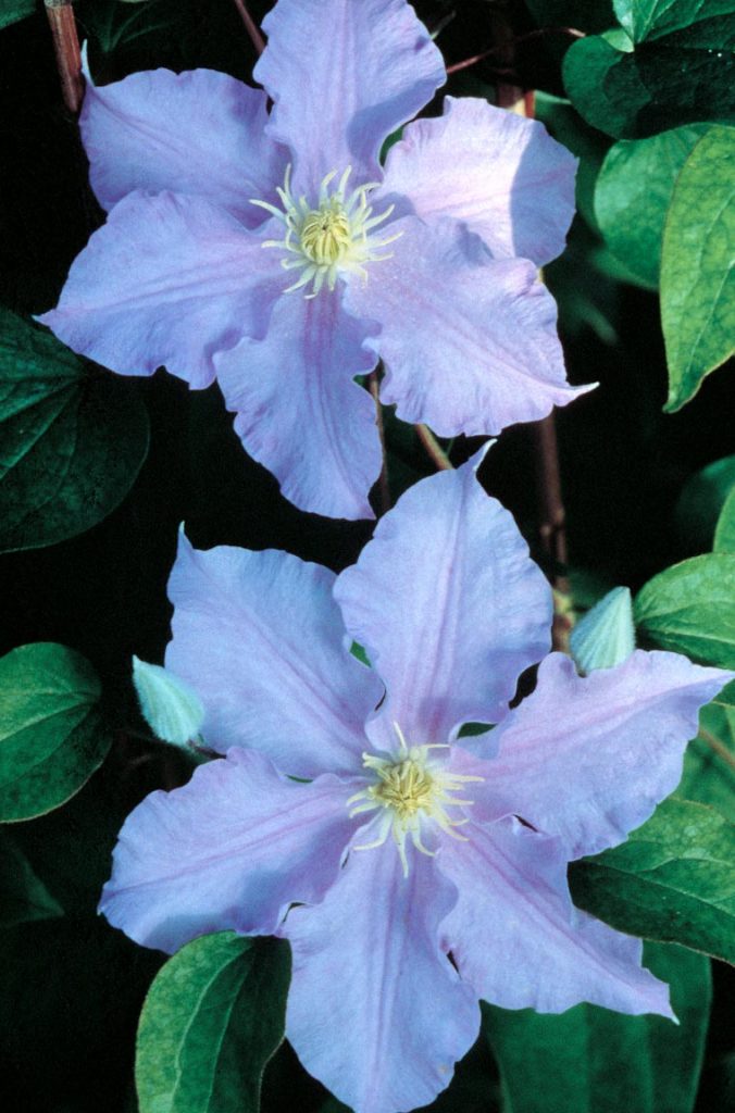 Clematis 2020